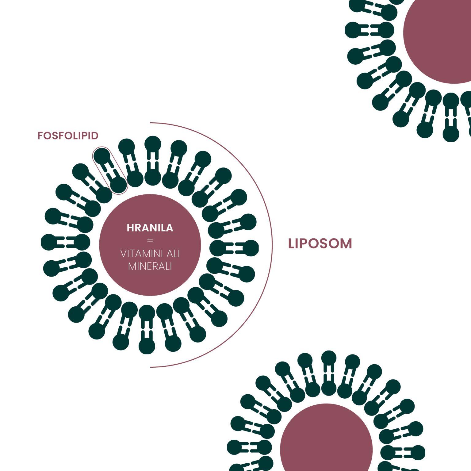 All about Liposomal Technology - Galex